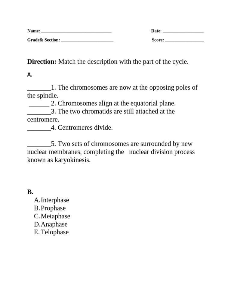 Activity Sheet MITOSIS | PDF