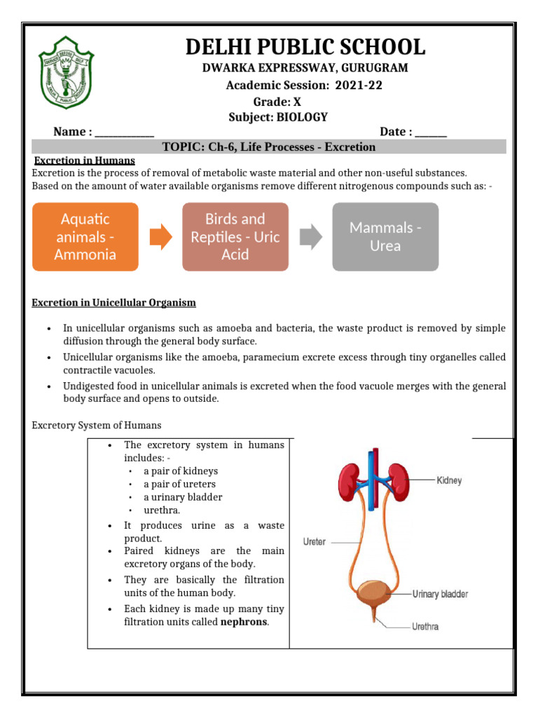 Human Excretion: Biology Grade X Guide | PDF | Kidney | Urinary System