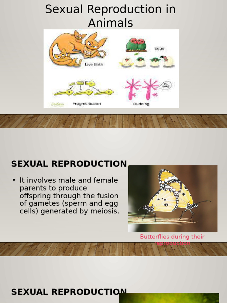 Sexual Reproduction in Animals | PDF | Sexual Reproduction | Fertilisation