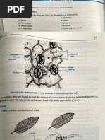 DLL Matatag - Science 5 Q2 W4 | PDF | Seed | Flowers