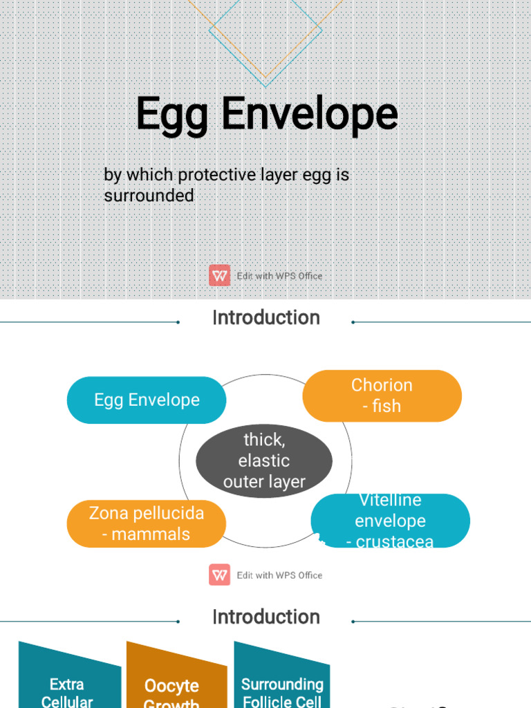 Egg Envelope | PDF | Fertilisation | Molecular Biology