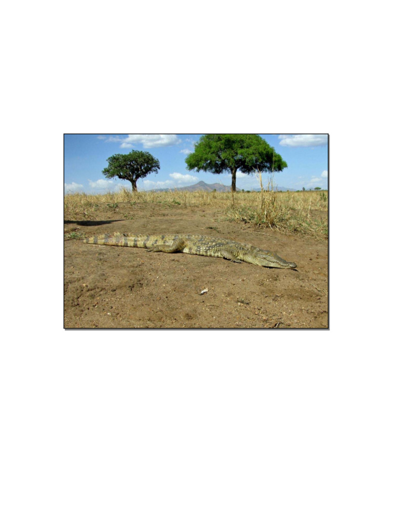 Kidepo Crocodile Research | PDF | River | Crocodile