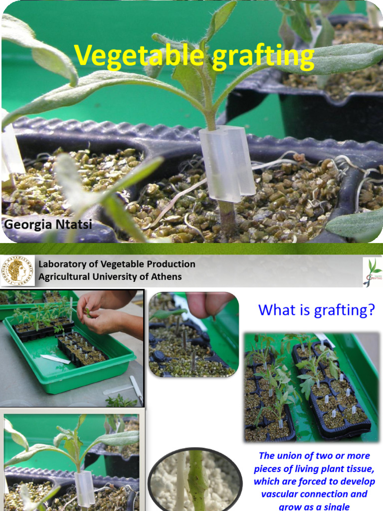 Vegetable Grafting Techniques Explained | PDF | Grafting | Organisms