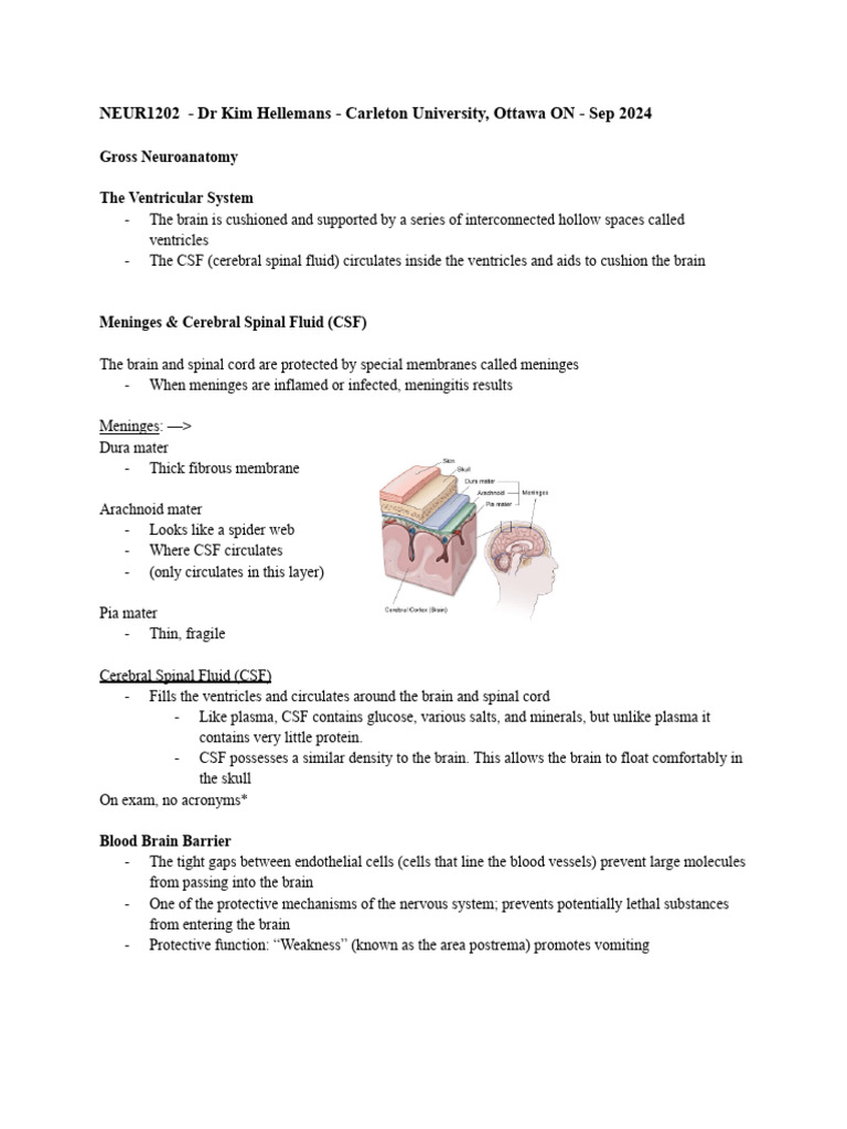 Lecture #3 Micro Neuroanatomy | PDF | Axon | White Matter