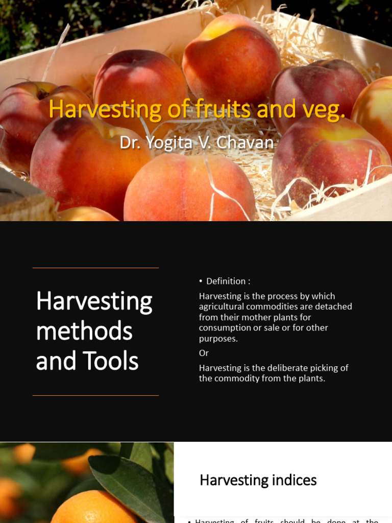 Fruit & Vegetable Harvesting Guide | PDF | Vegetables | Harvest