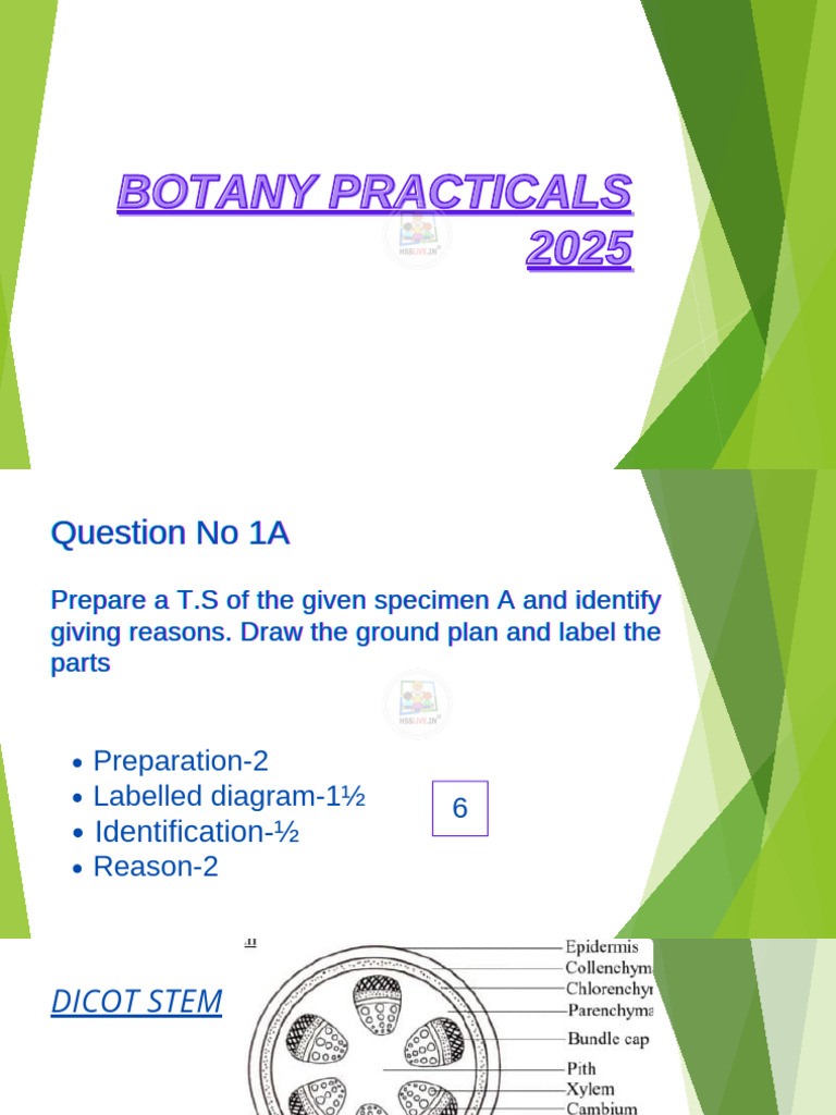 Hsslive-Xii-Botany Practical Notes 2025 | PDF | Plant Stem | Petal