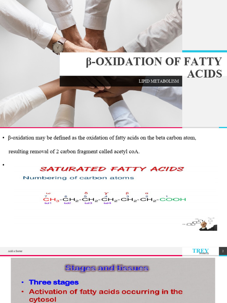 Beta Oxidation of Fatty Acids Explained | PDF | Fatty Acid | Organic ...