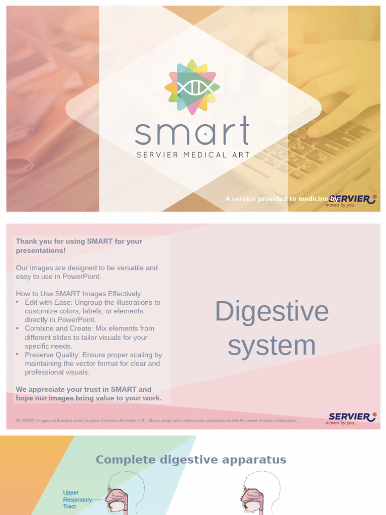 SMART Digestive System | PDF | Stomach | Gastrointestinal Tract