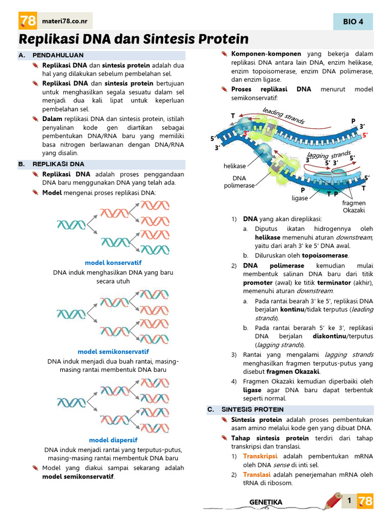 Replikasi DNA Dan Sintesis Protein | PDF