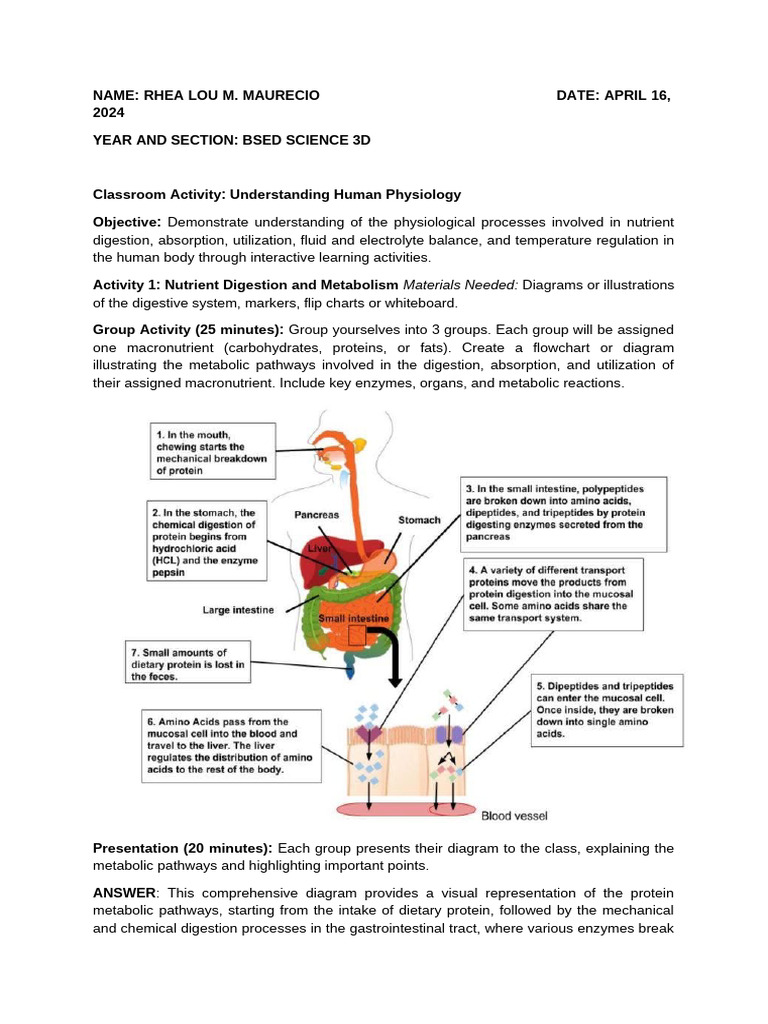 Human Physiology Classroom Activities | PDF | Homeostasis | Metabolism