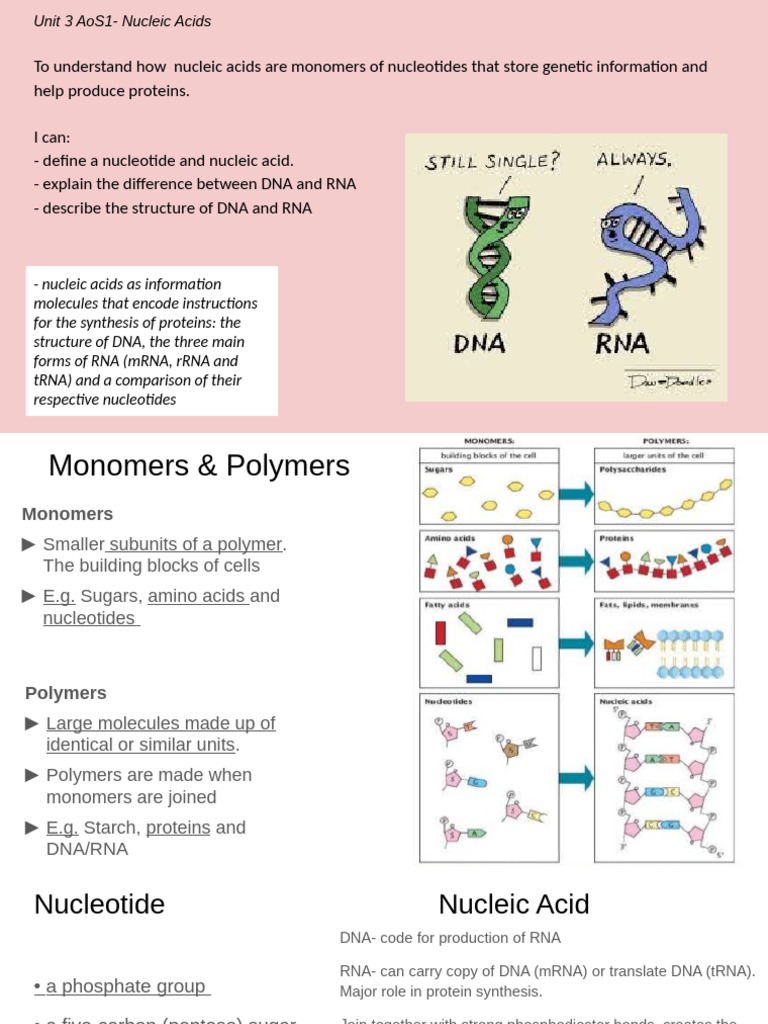 Nucleic Acids Student | PDF