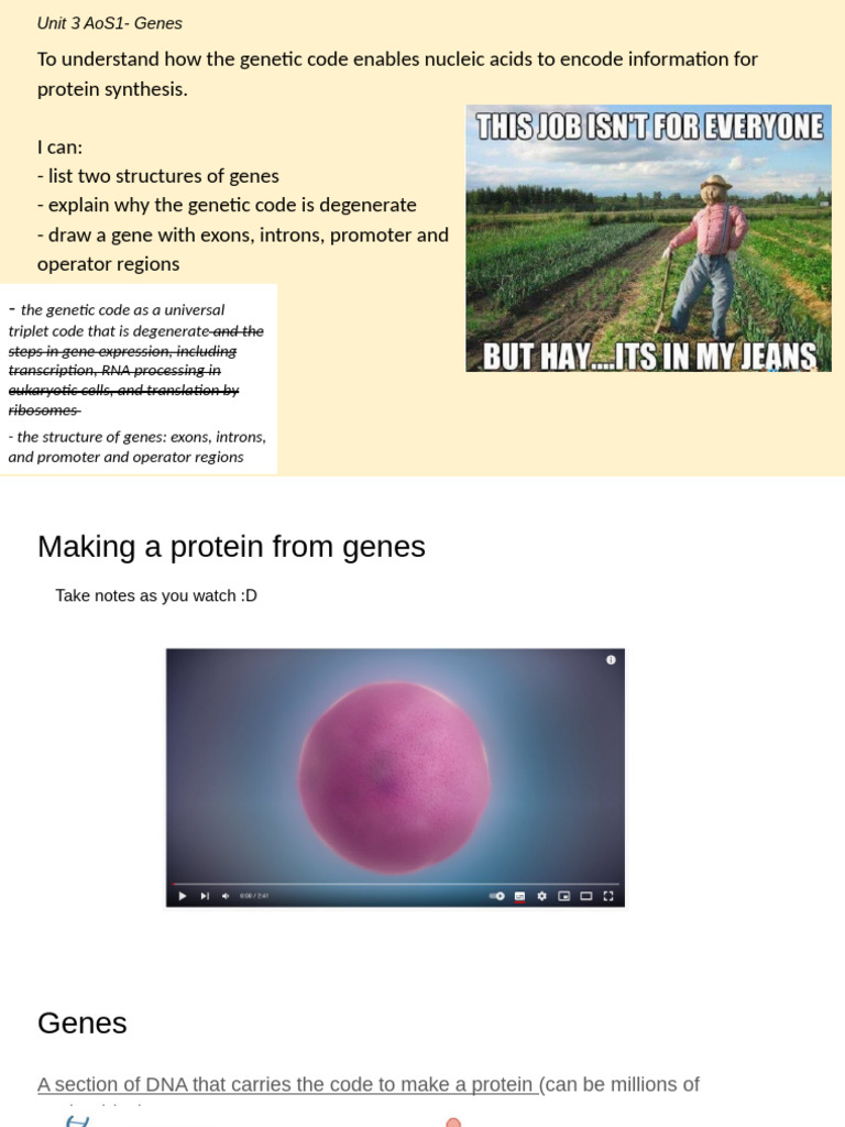 3. Genes Student | PDF | Gene | Genetic Code