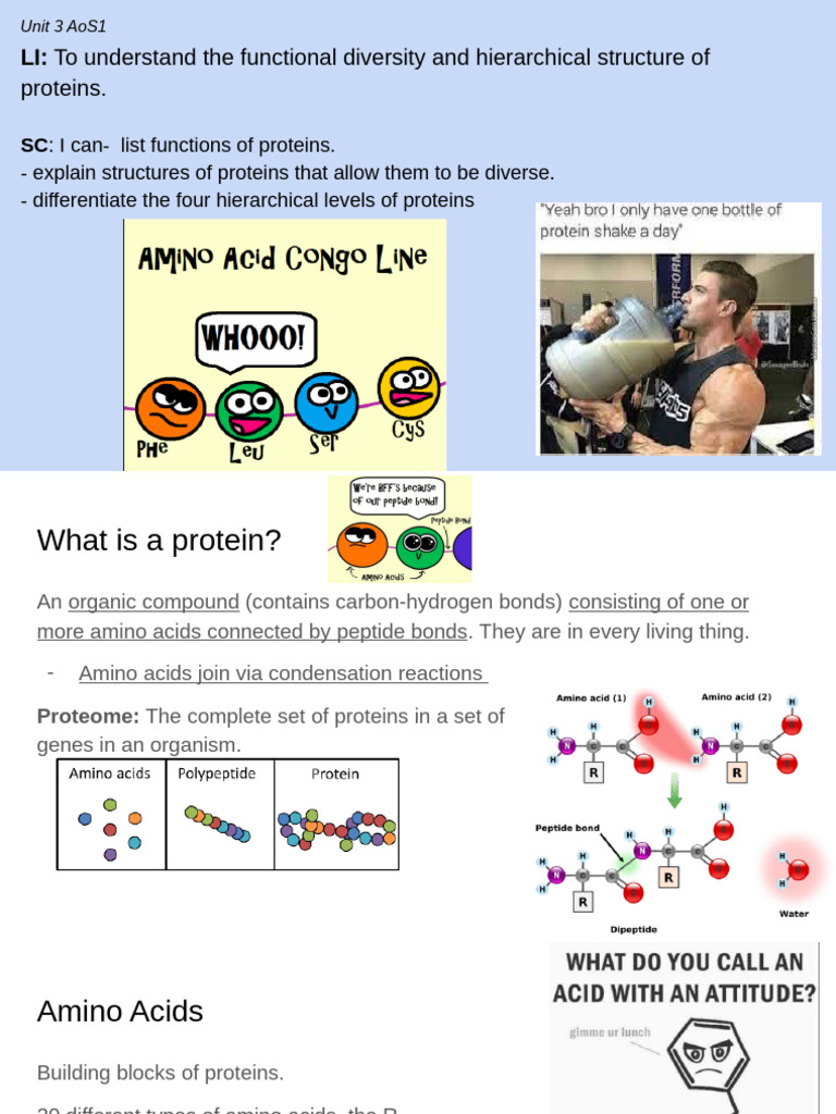 Understanding Protein Structure and Functions | PDF | Protein Structure ...