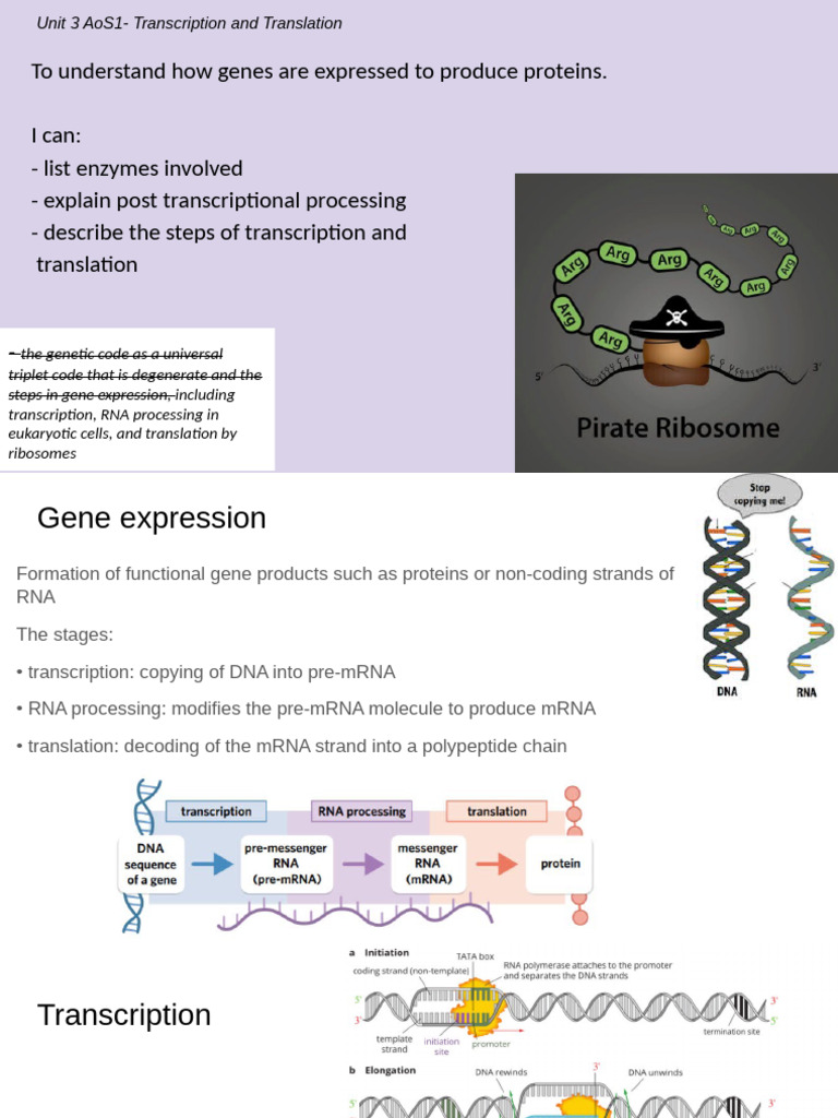 Transcription and Translation Student | PDF | Rna | Translation (Biology)