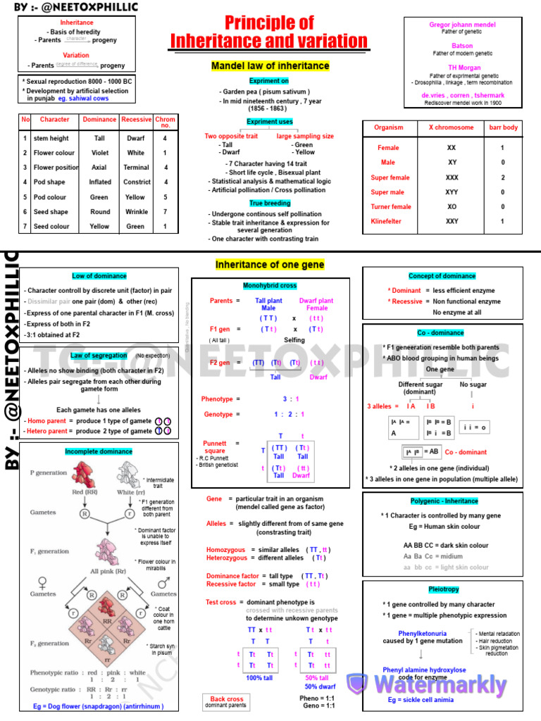Principal of Inheritance Short Notes by @neetoxphillic | PDF ...