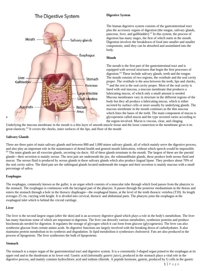 Digestive, Respiratory & Exretory System With Details and Pictures ...