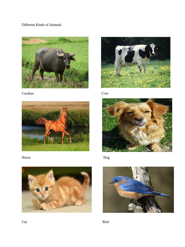 Types of Animals List | PDF