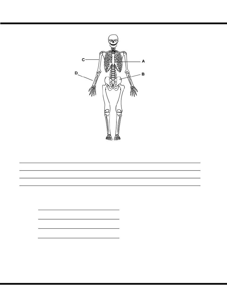 Science reinforcement worksheet joints and muscles 2 | PDF