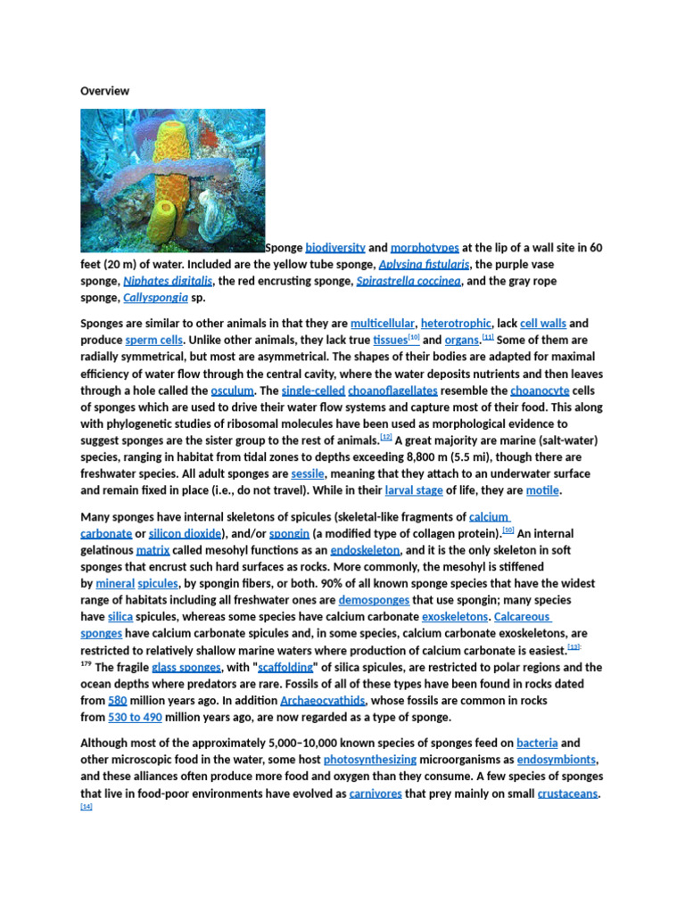 overview | PDF | Sponge | Biology