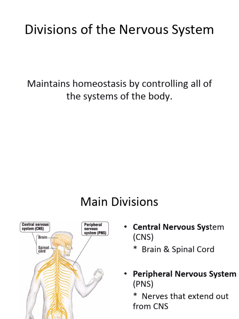 Divisions of Nervous System2014Means | PDF | Central Nervous System ...