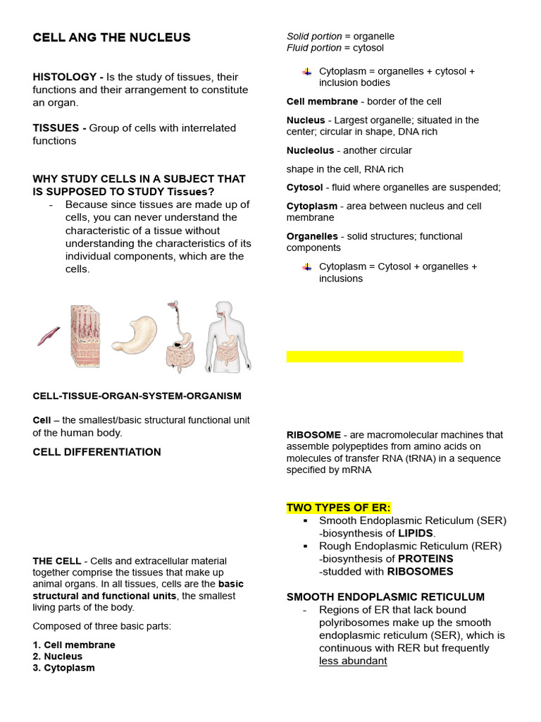 CELL ANG THE NUCLEUS | PDF | Cell Membrane | Mitosis