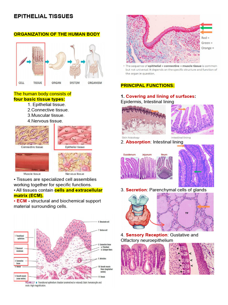 EPITHELIAL TISSUES | PDF | Epithelium | Tissue (Biology)