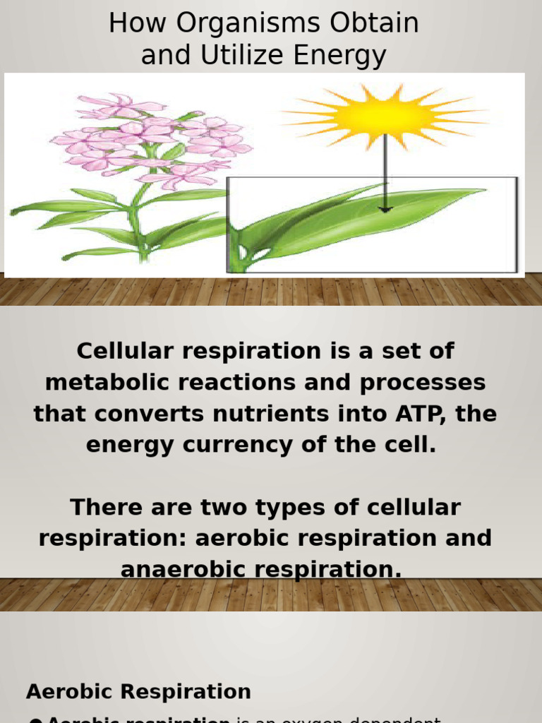 How Organisms Obtain and Utilize Energy | PDF | Cellular Respiration | Diet & Nutrition