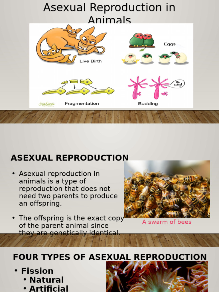 Asexual Rep in Animals | PDF | Reproduction | Biology