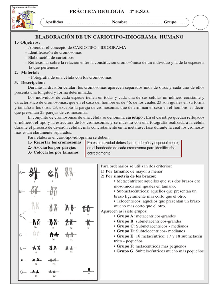 Elaboracion de Un Cariotipo | PDF | Cromosoma | Cariotipo