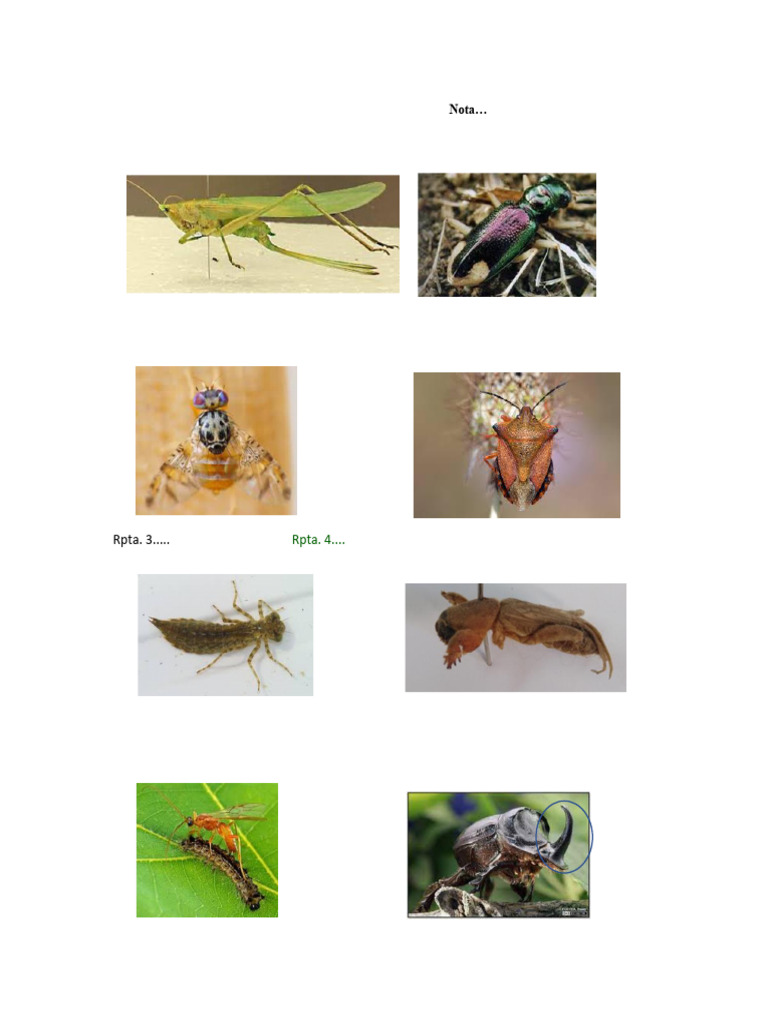 II 3er.Final.Ex.Practico.Entomologia._fccbb._PUNO.2024 | PDF | Escarabajo | Insectos