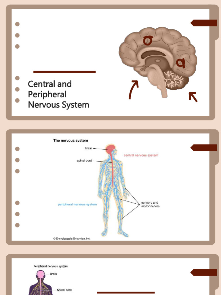 Divisons of the Nervous System Students Copy | PDF | Autonomic Nervous ...