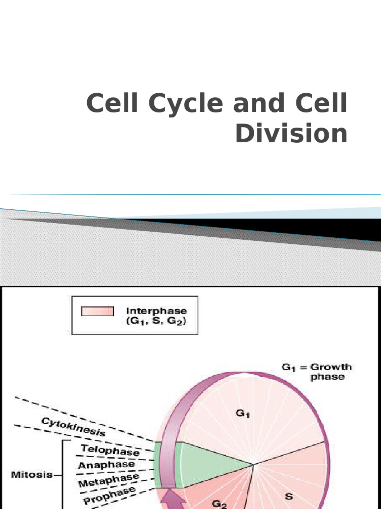 Cell Cycle and Cell Division | PDF | Mitosis | Meiosis