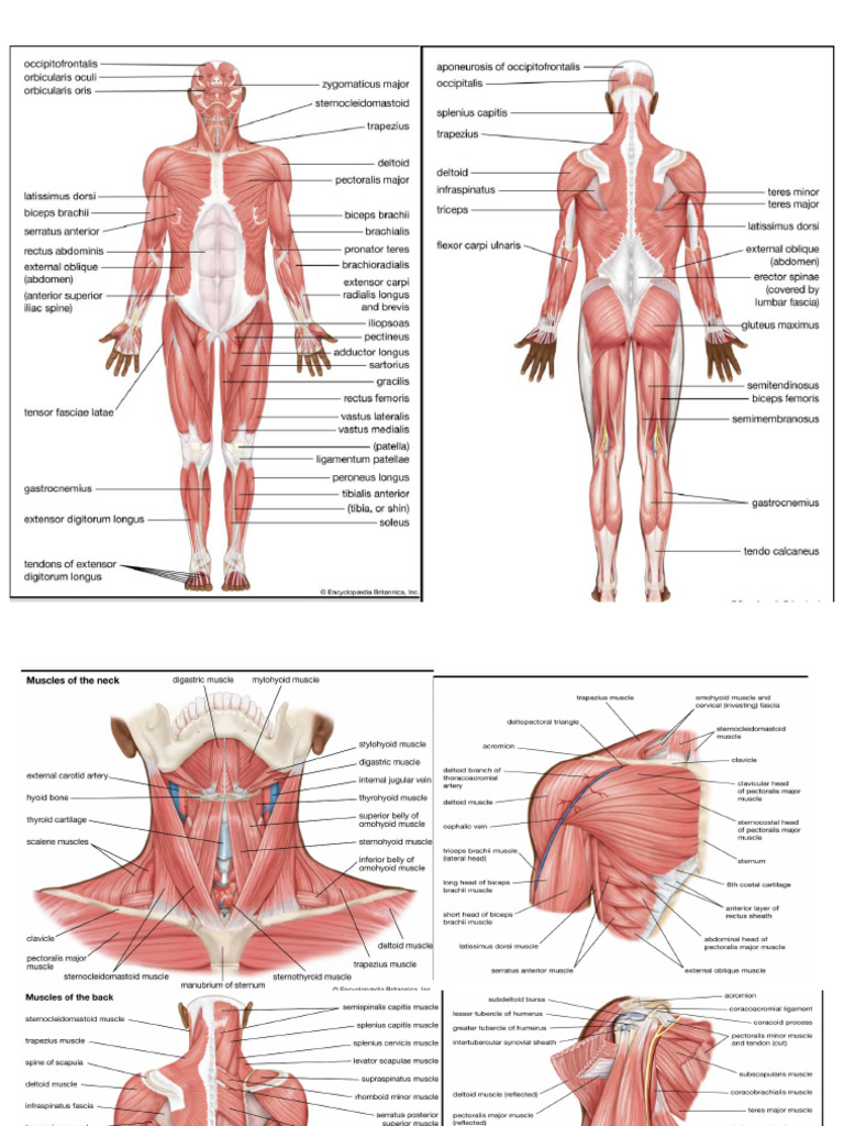Muscles | PDF