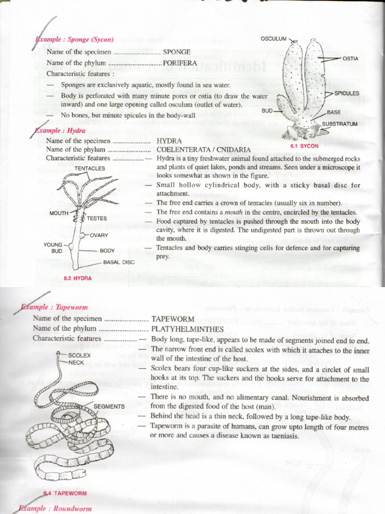 Biology Lab Record Experiment - 6 | PDF