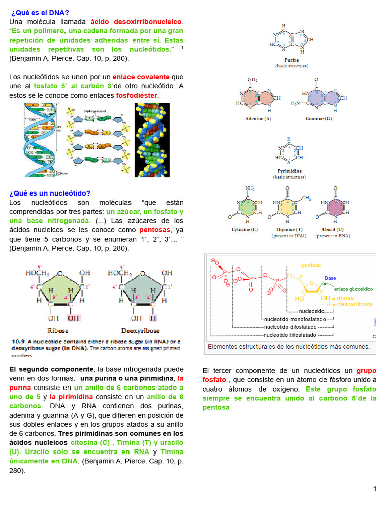 Guía Genética | PDF | Rna | Cromosoma