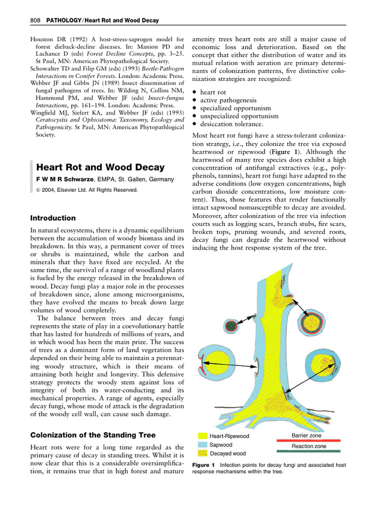 Heart Rot and Wood Decay in Trees | PDF | Lignin | Wood
