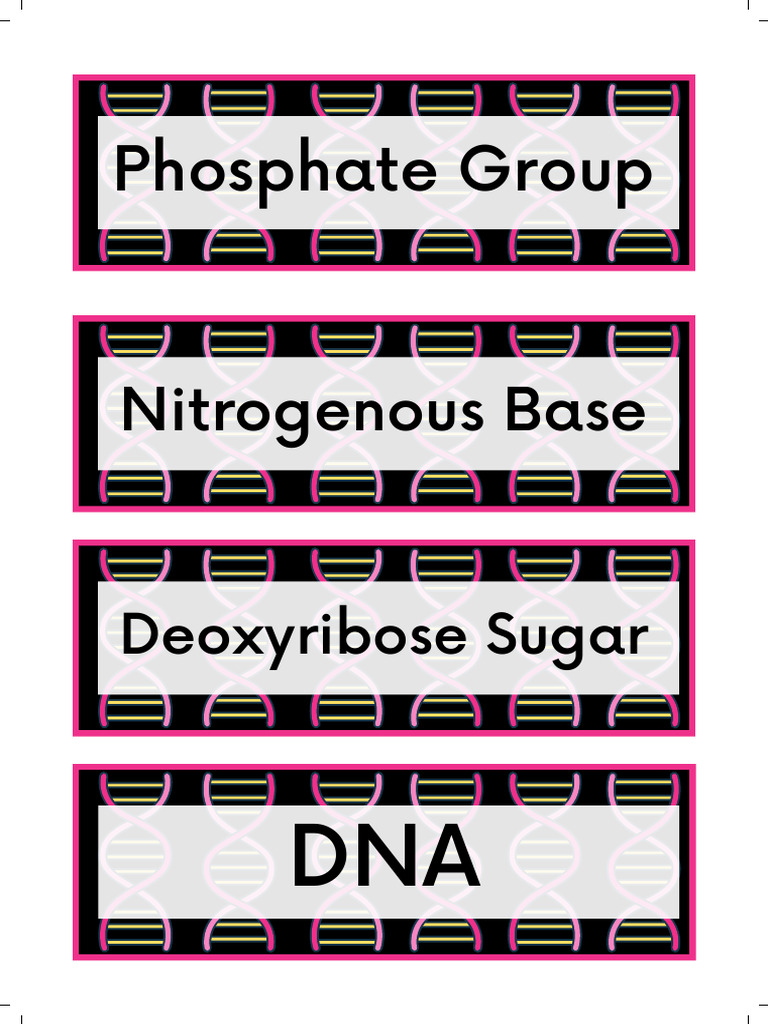 DNA Structure and Replication Basics | PDF