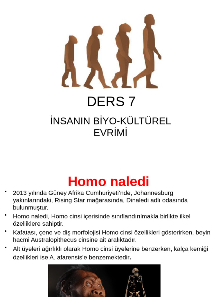 Ders 7-2 İnsanın Biyo-Kültürel Evrimi | PDF