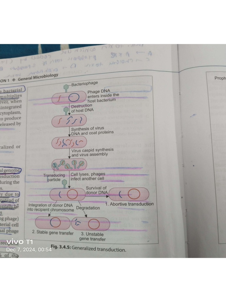Microbiology All Life Cycles at Once | PDF