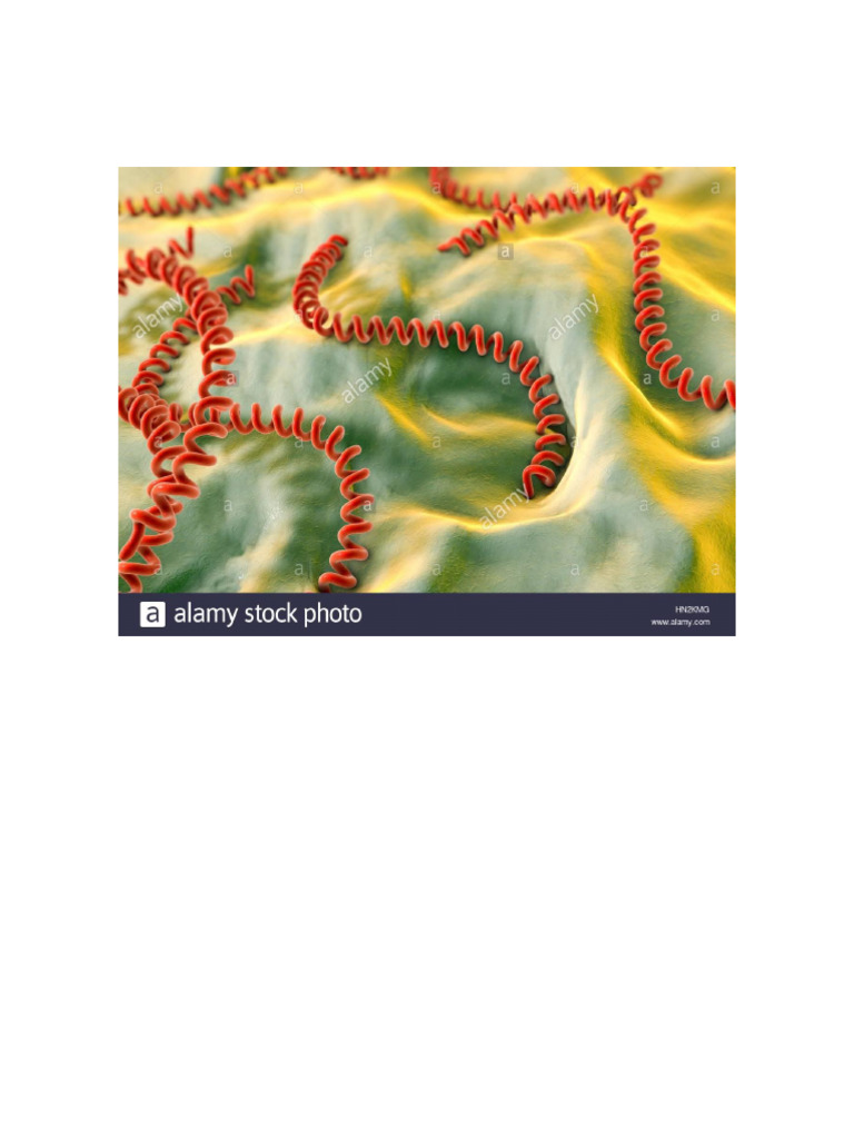Bacteria Helicoidal | PDF