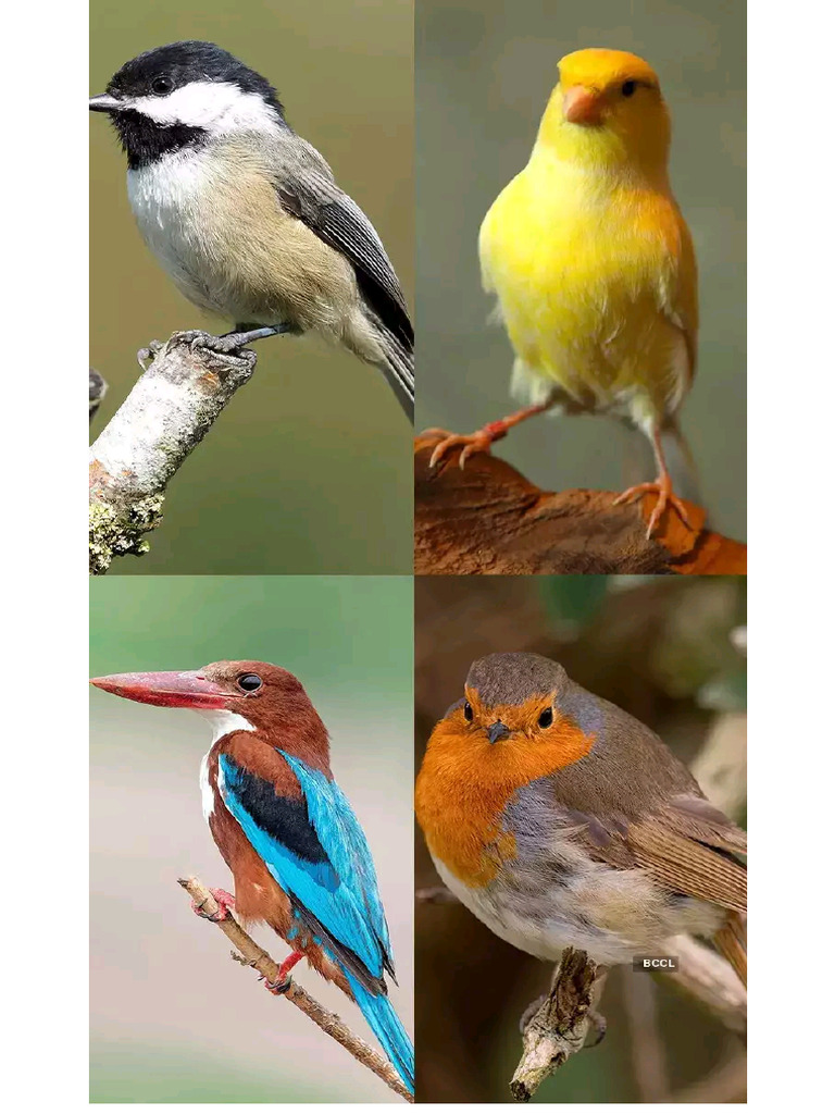 Enchanting Beautiful of Birds | PDF