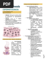 Esquema Proceso Gametogénesis Detallado | PDF | Mitosis | Sistema reproductivo
