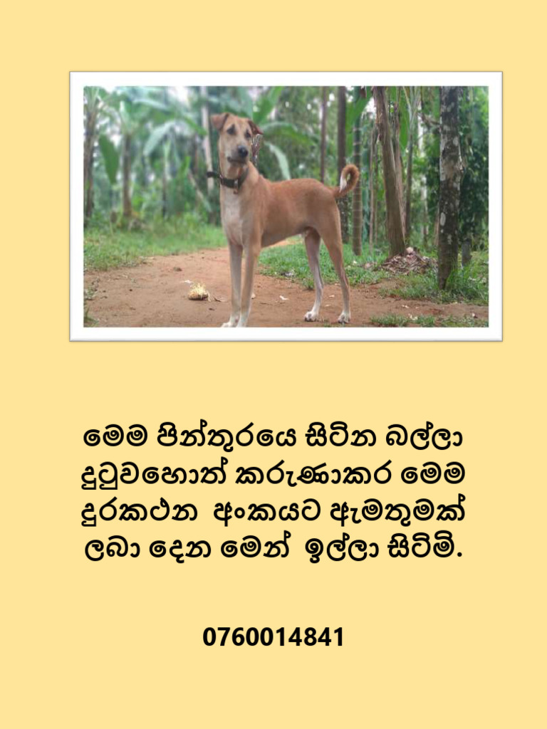Dog | PDF