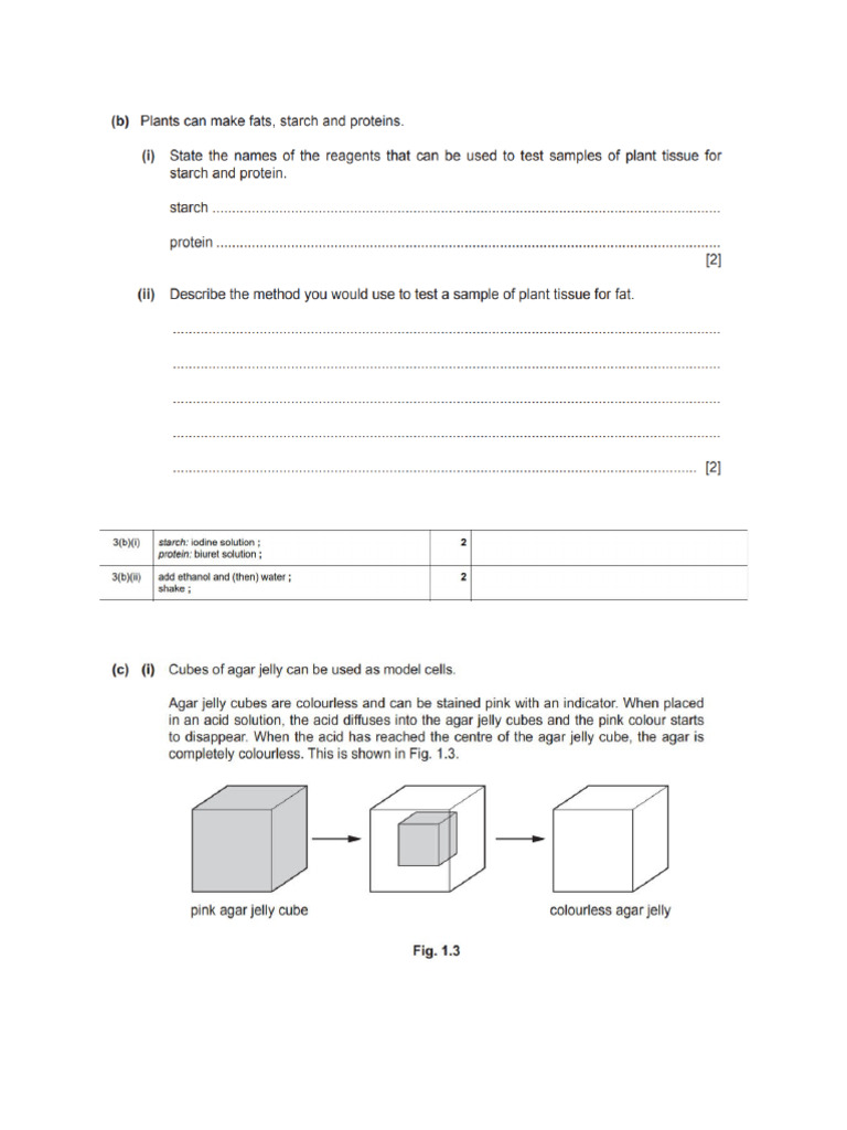 Biology Igcse Paper 6 Enzymes Questions | PDF