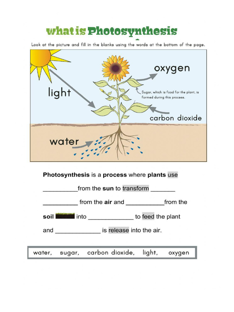 Photosynthesis | PDF