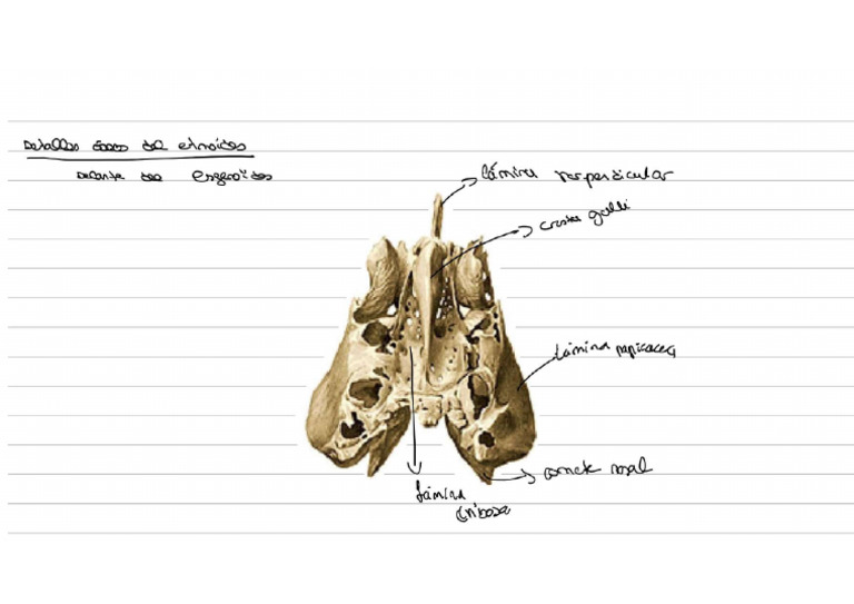 Partes Del Esfenoides | PDF