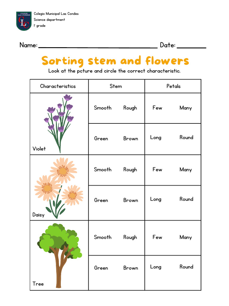 Stem and Flower Worksheet | PDF