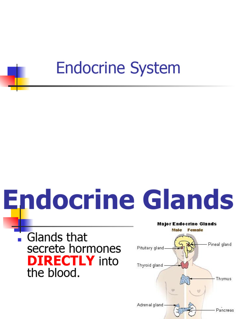 Endocrine+System+PowerPoint+Notes | PDF | Endocrine System | Hormone