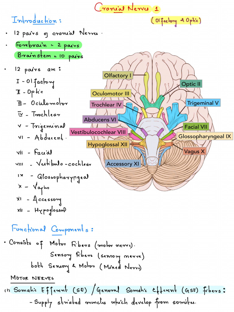 Cranial Nerves Examination | PDF