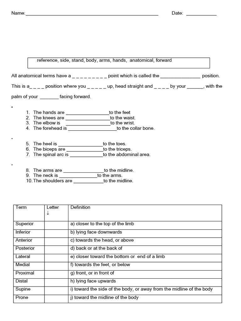 Anatomical - Terms - Worksheet A | PDF | Anatomical Terms Of Location | Arm